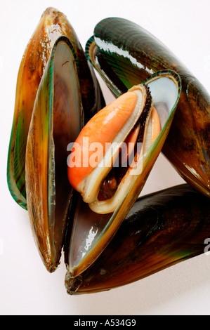 New Zealand mussel opened Stock Photo - Alamy