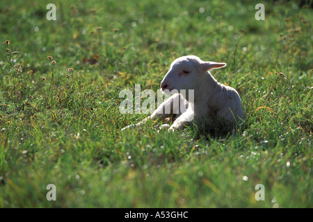 Lamb at rest Stock Photo - Alamy