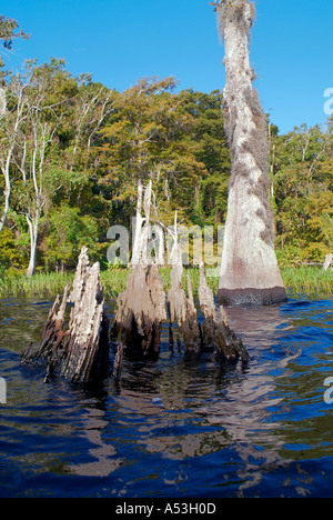 Blue Cypress Lake Indian River County Florida lakes trees Stock Photo ...