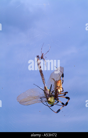 Golden Silk Spider Calico Spider Nephila clavipes female spider bottom ...