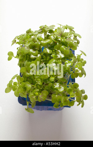 Fresh daikon cress in plastic punnet Stock Photo - Alamy