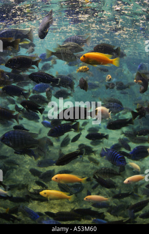 aquarium fish tropical tank enclosed crowded Stock Photo - Alamy