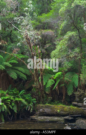 Rainforest at tributuary river to Franklin River in Franklin Gordon ...