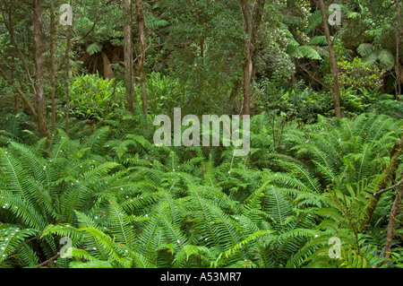 rainforest at tributuary river to Franklin River in Franklin Gordon ...