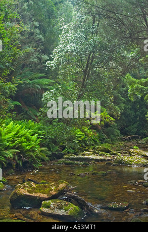 Rainforest at tributuary river to Franklin River in Franklin Gordon ...