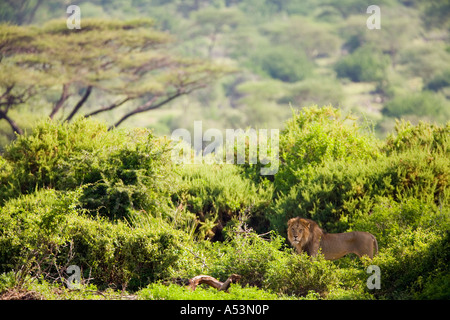 Lion in National park of Kenya, Africa Stock Photo - Alamy