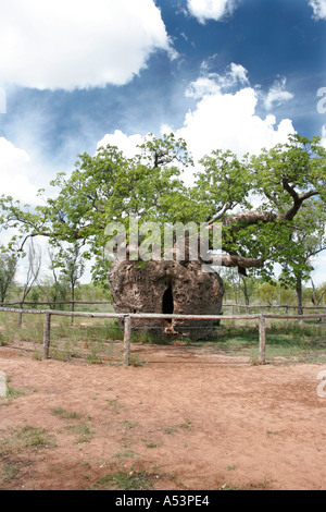 Baobab or Boab prison tree in Derby Kimberley Western Australia Stock ...