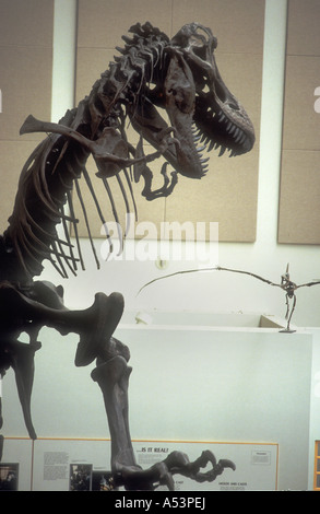 T-Rex Modelled Skeleton, Inside Denver Natural History Museum Colorado ...