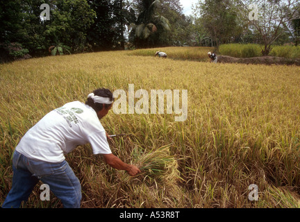 PHILIPPINES ORGANIC RICE FARMER IN THE ISLAND OF MINDANAO Stock Photo ...