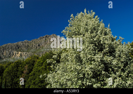blooming leatherwood tree Eucryphia lucida on Overland Track in Cradle ...