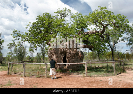 Baobab or Boab prison tree in Derby Kimberley Western Australia Stock ...