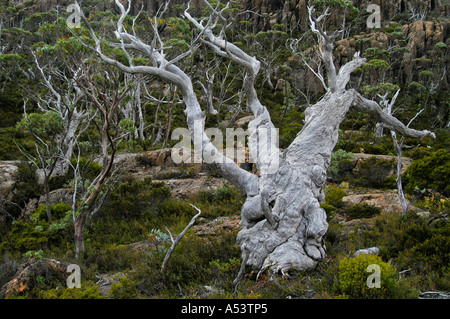 The Labyrinth near Pine Valley on Overland Track in Cradle Mountain ...