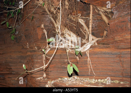 Roots coming out of a rock Dales Gorge Karijini National Park Pilbara ...