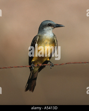 Tropical kingbird Tyrannus melancholicus Northern Pantanal Brazil Stock Photo: 11433077 - Alamy