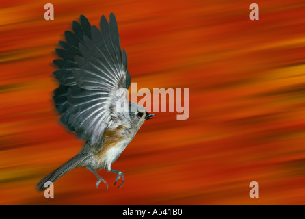 Tufted titmouse (Baeolophus bicolor) flying, isolated on white ...