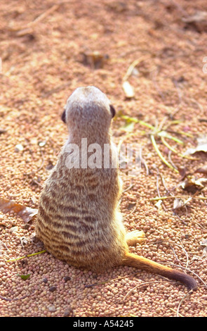 to watch out cute intelligent meerkat meerkats relaxed rock sweet put ...