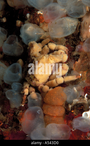 Sharp Nosed Crab Scyra acutafrons Stock Photo - Alamy