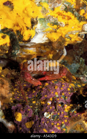Sharp Nosed Crab Scyra acutafrons Stock Photo - Alamy