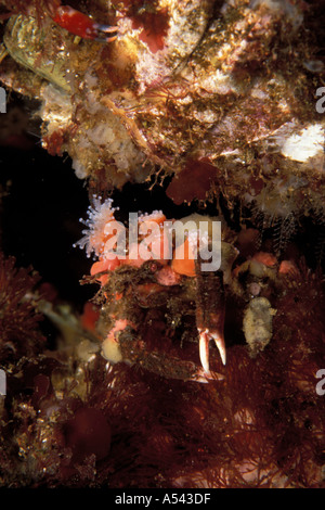 Sharp Nosed Crab Scyra acutafrons Stock Photo - Alamy