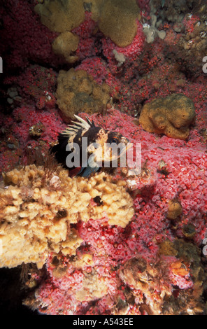 Quillback Rockfish (Sebastes maliger), Vancouver Island, British ...