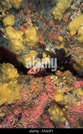 Quillback Rockfish (Sebastes maliger), Vancouver Island, British ...