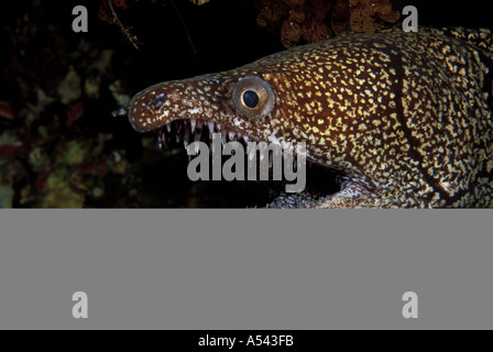 Mosaic Moray Enchelycore ramosa Stock Photo - Alamy