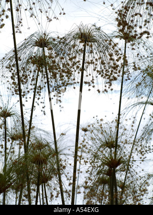 Botanical garden, papyrus plant Stock Photo - Alamy