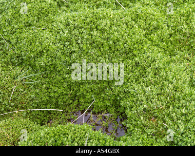 Plant, slough, plants of Madeira, Portugal, Madeira, Pico do Arieiro ...