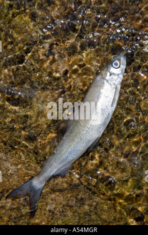 European Whitefish (Coregonus lavaretus, species complex) under water ...