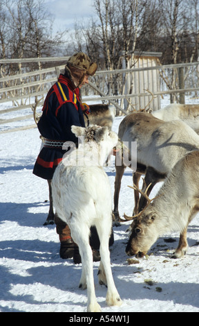 A Herder Wearing The Traditional Sami Clothing With Reindeer At ...