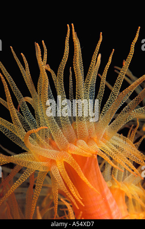 Orange Sun Coral Polyps, Tubastraea faulkneri, and Anthias ...