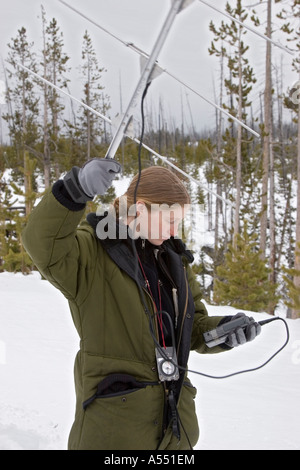 Researcher Searches for Radio Collared Wolves Stock Photo - Alamy