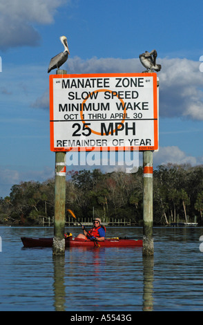 Brown pelicans Pelecanus occidentalis and slow speed sign on the ...