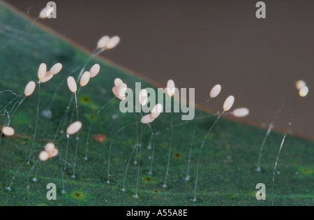 stalked eggs of lacewing insect Stock Photo - Alamy