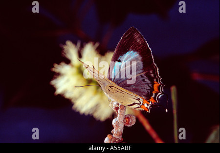 Australian Common Imperial Blue Butterfly Caterpillars being tendered ...