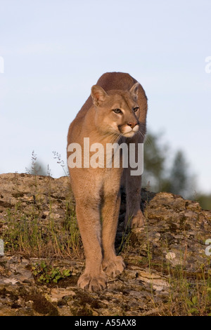 puma Felis concolor game farm america felini coguaro leone di Stock ...