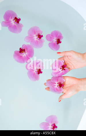 Floating orchid plant Stock Photo - Alamy