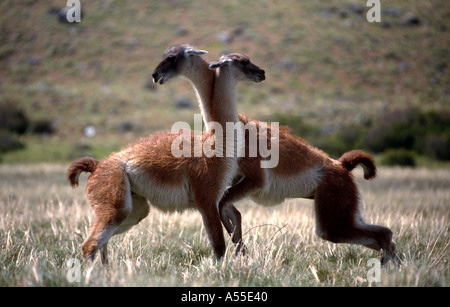 Fighting guanacos, Torres del Paine, Patagonia Stock Photo - Alamy