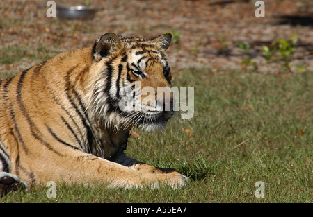 Siberian Tiger native to South and East Asia Siberian Tiger native to ...