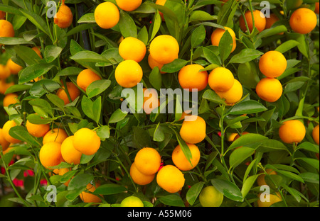 Miniature Chinese mandarin orange trees in a Singapore nursery garden ...