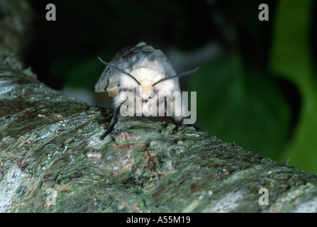 Gypsy Moth, Lymantria dispar dispar, female laying eggs on the bark of ...