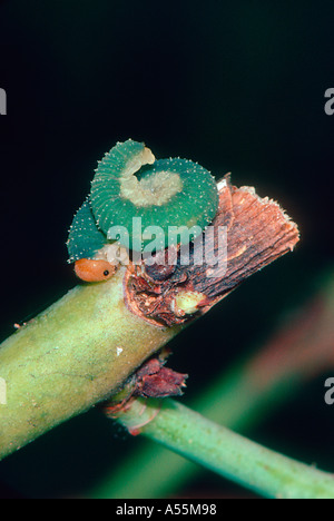 Arge ochropus, Rose sawfly larva excrement Stock Photo - Alamy