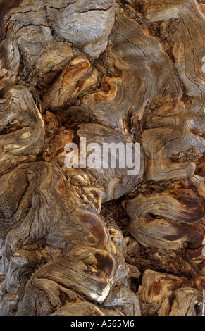 Detail of an Ana tree in Namibia Stock Photo - Alamy