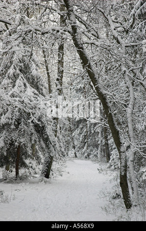 Snow covered path in woods in winter with bright sky Stock Photo - Alamy