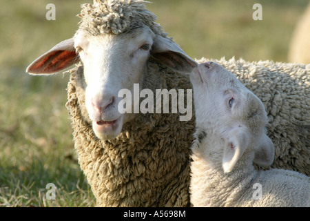 Merino Sheep, Merino Landschaf, Lamm, Lamb Stock Photo - Alamy