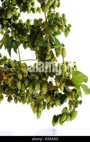 botany, agricultural plants, hop, (Humulus), hop umbels, Rosales ...