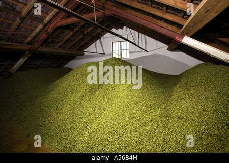 Hop storage, close-up Stock Photo - Alamy