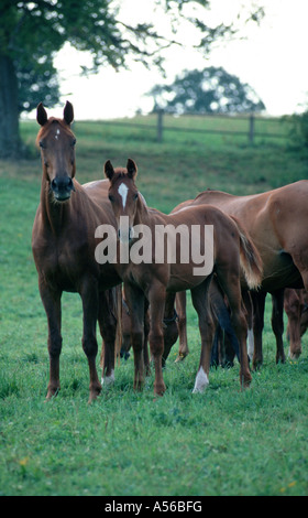 Wuerttemberger Warmblut Warmblutpferd German Wuerttemberg Warmblood ...