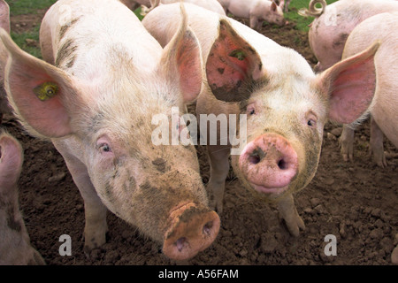 Hausschwein Domestic Pic Schweiz Swizerland Stock Photo - Alamy