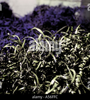 Industrial steel swarf Stock Photo - Alamy